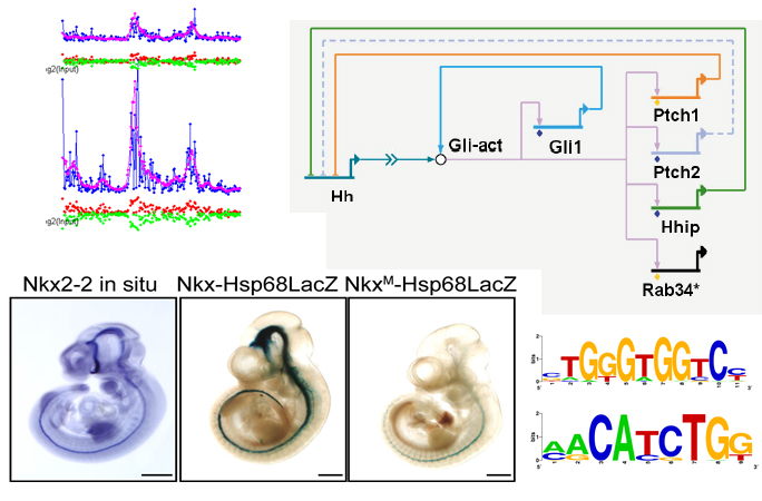 Research – Ji Lab